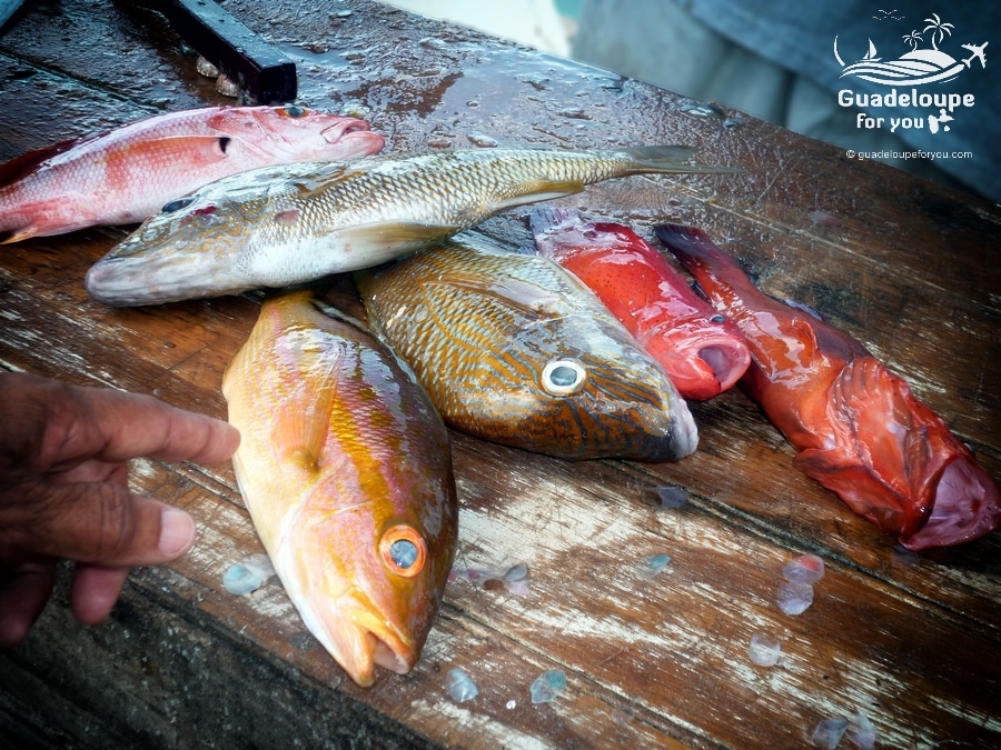 Quel est le plus de poisson à cuisiner en Guadeloupe ? - La Maison du ...