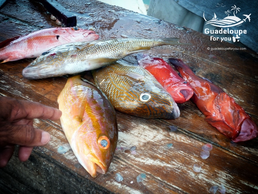 Quel est le plus de poisson à cuisiner en Guadeloupe ? - La Maison du ...